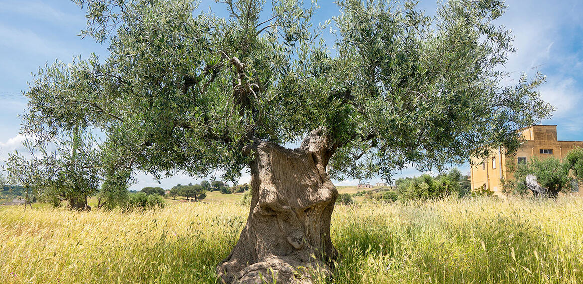 Amministrazione / Homepage - Città di Ginosa